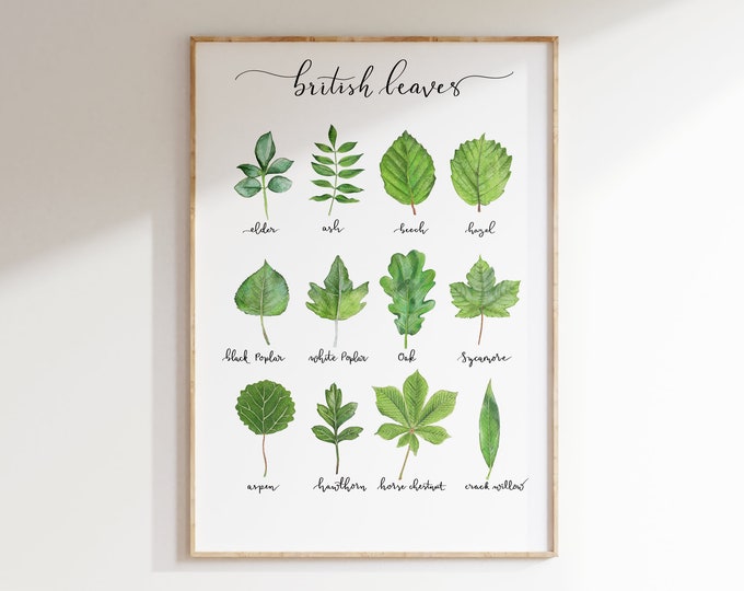 Leaves of British Trees Identification Poster Download - Etsy UK
