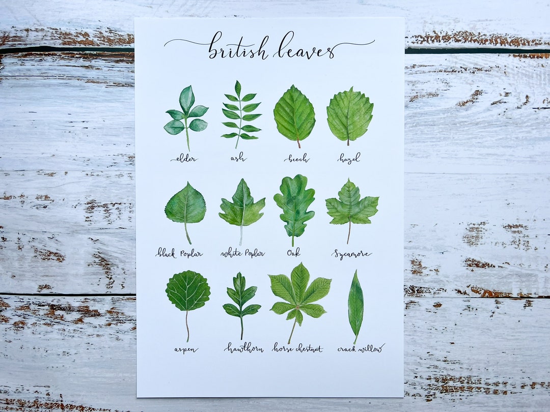 British Tree Leaves Watercolour Art Print | Nature Illustration - Etsy UK