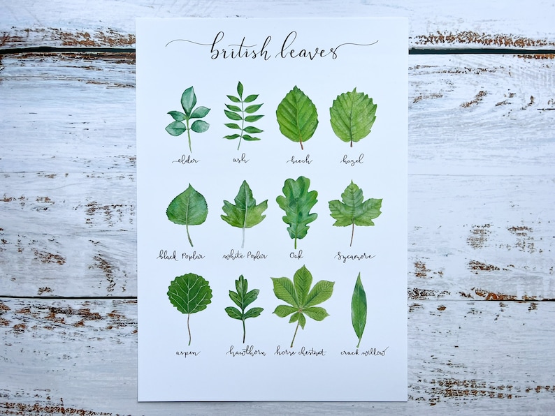 British Tree Leaves Watercolor Art Print | Nature Illustration - Etsy
