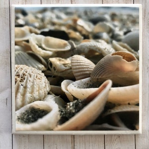 Seashell Ceramic Coasters, Beach Theme, Home Decor, Seashell ...