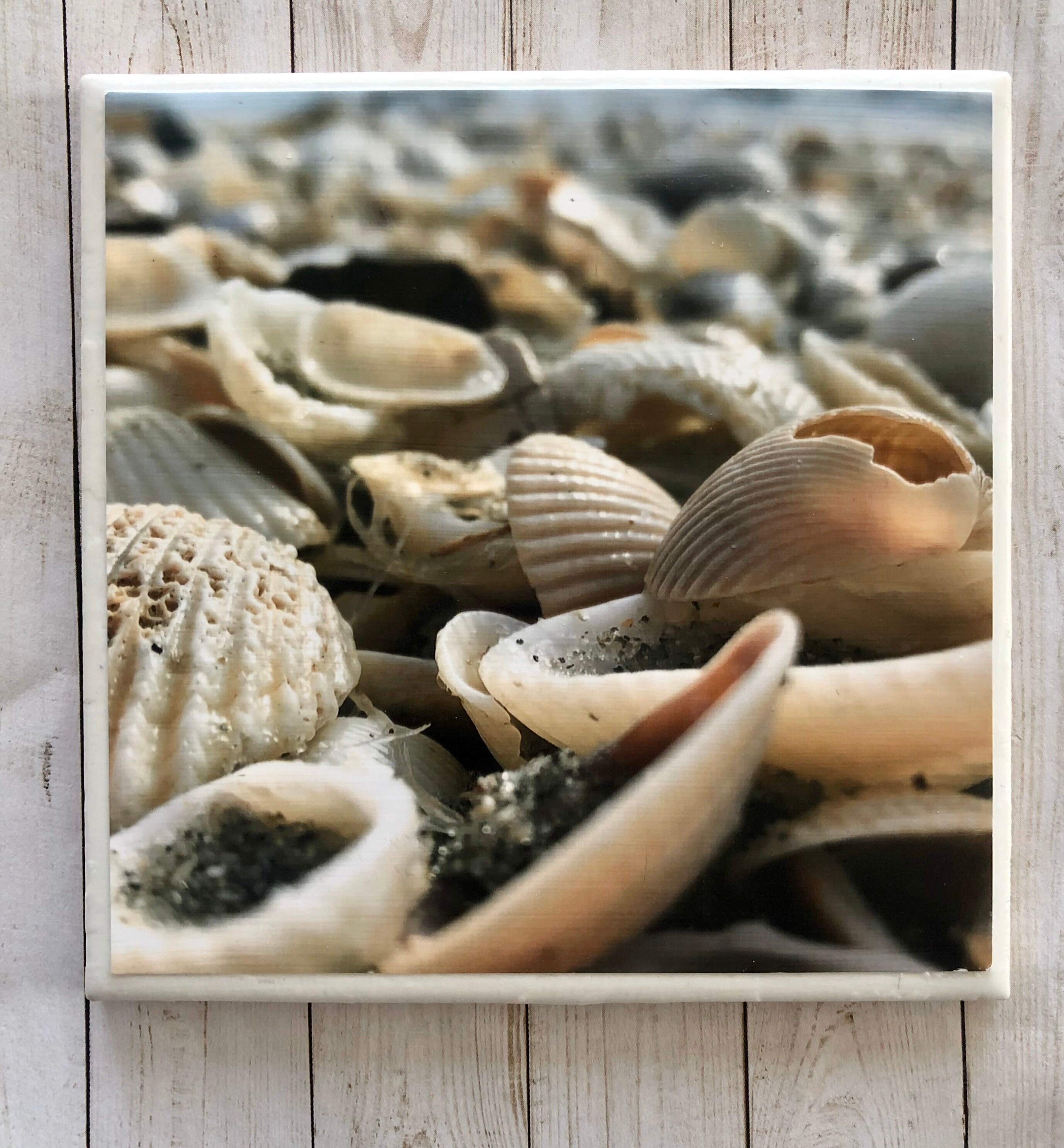 Seashell Ceramic Coasters Beach Theme Home Decor Seashell | Etsy