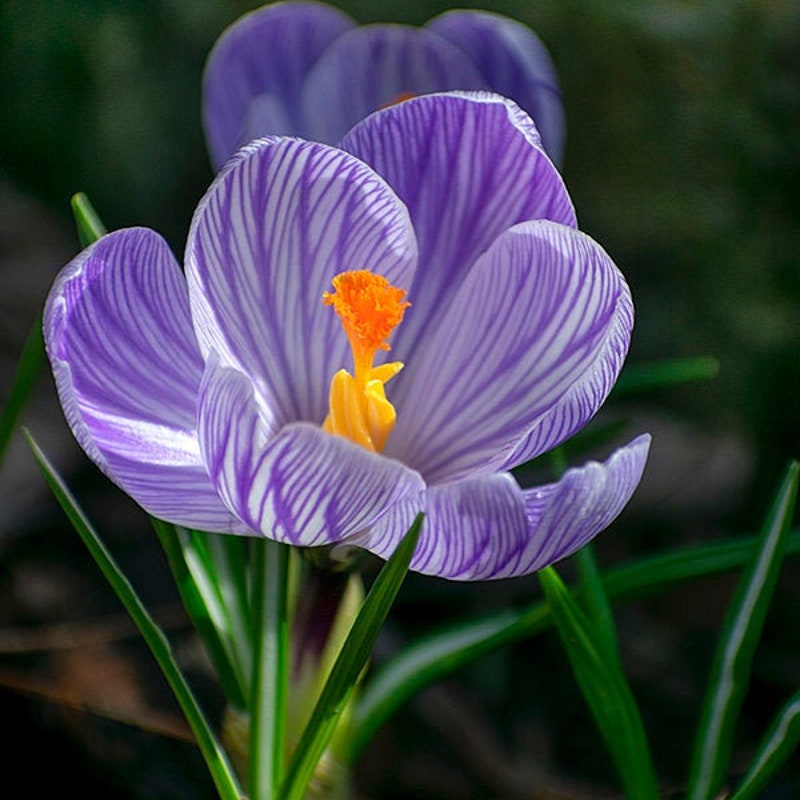 Purple Crocus - Etsy