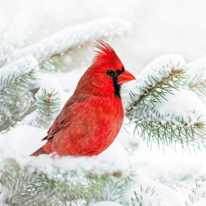 Cardinal Bird Print - Etsy