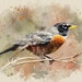 American Robin Bird Art Wildlife Print Fine Art Prints Nature - Etsy