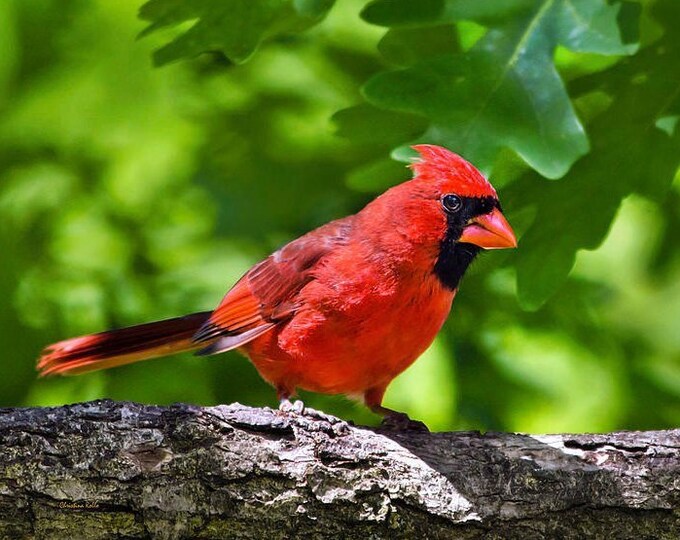 Northern Cardinal Bird Pictures Fine Art Photography Nature - Etsy