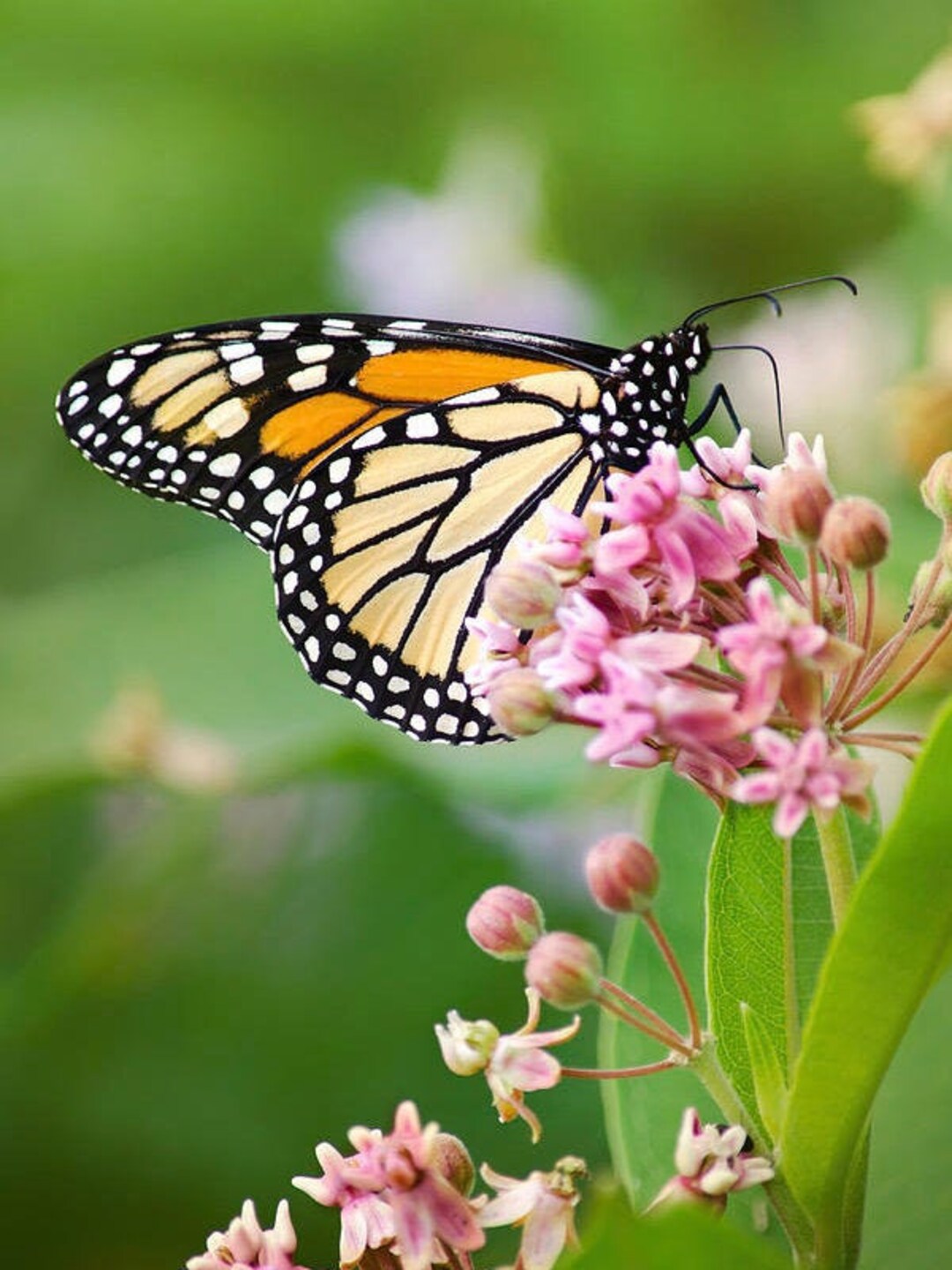 Monarch Butterfly Print Butterfly Photography, Nature Prints Butterfly ...