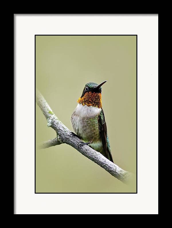 Hummingbird Portrait Bird Art Photography Print, Hummingbird Print ...