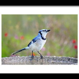 Blue Jay Bird Print Fine Art Photography Bluejay Bird Art Prints ...