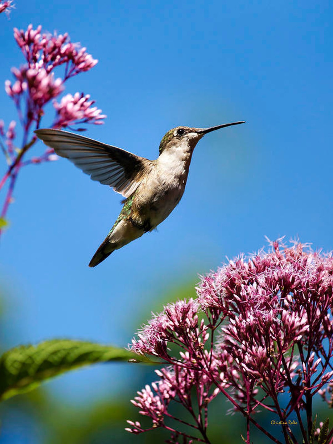 Hummingbird Picture Nature Print Bird Photography, Fine Art Photography ...