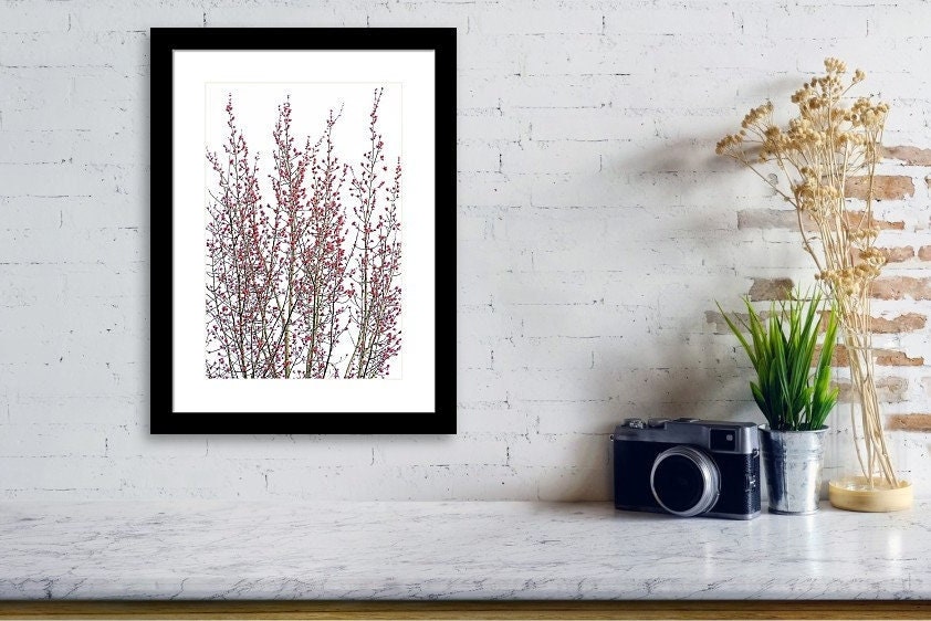 Maple Tree Art Print Tree Photography, Spring Maple Trees Wall Art Fine ...