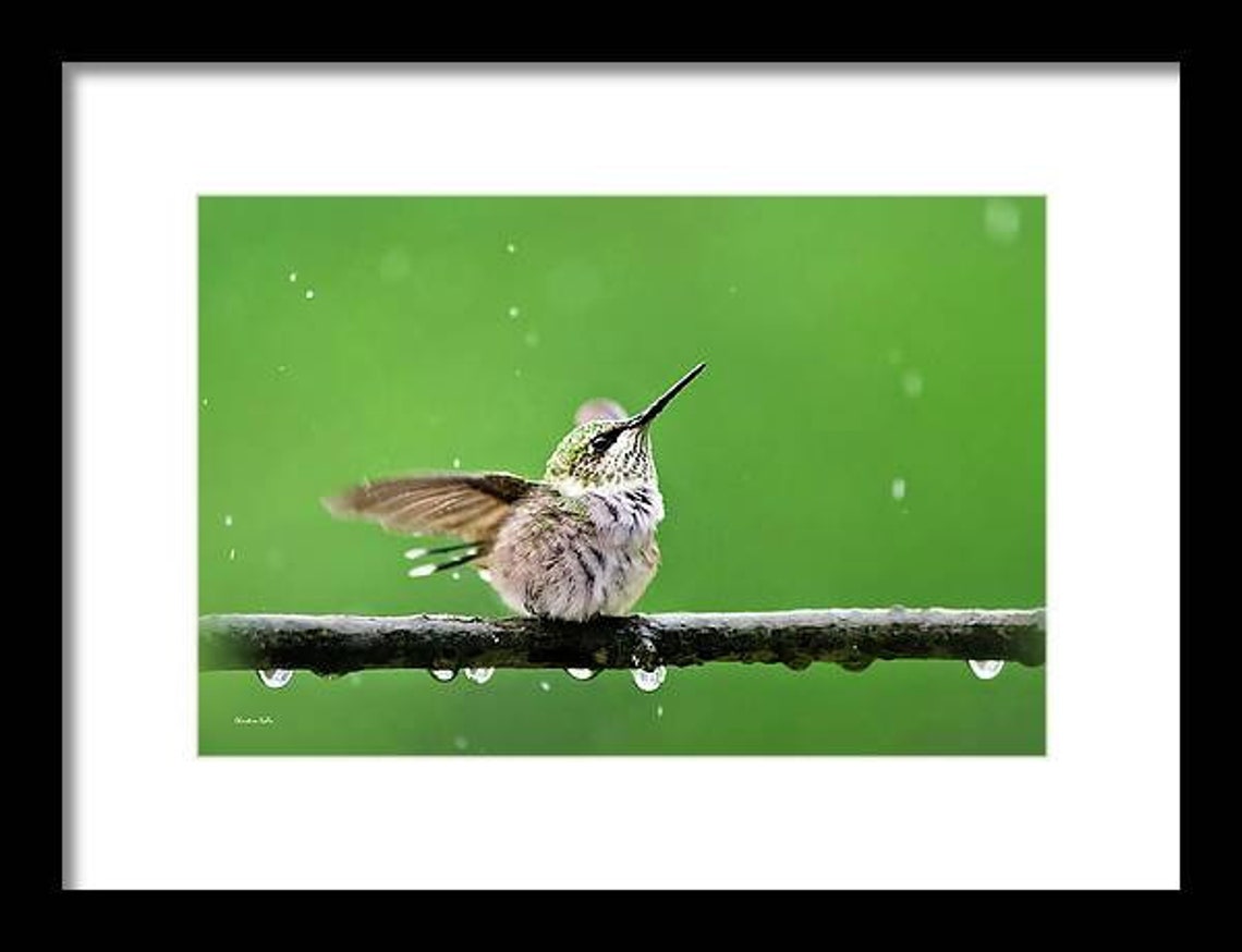 Cute Hummingbird Print Bird Photography Wildlife Pictures, Fine Art ...