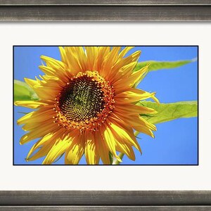 Sunflower Photo Yellow Sunflower Print Fine Art Photography, Garden ...