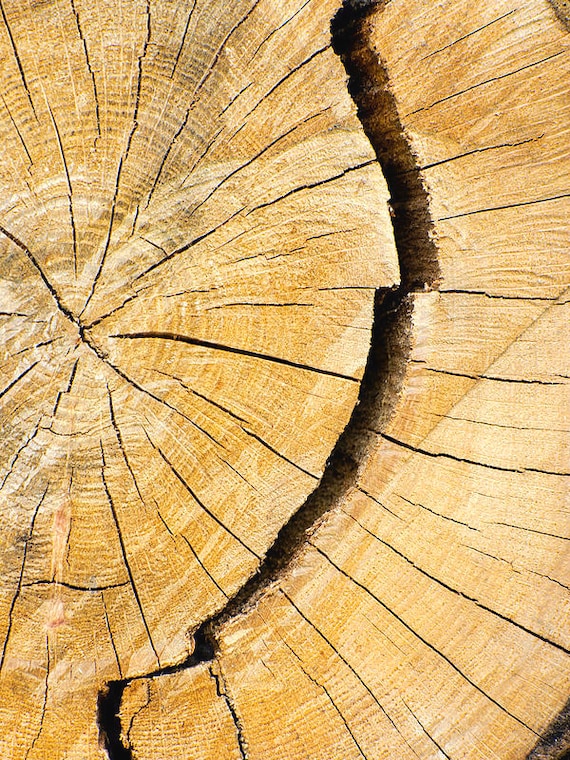 Tree Art Abstract Nature Photography Wood Grain Abstract - Etsy