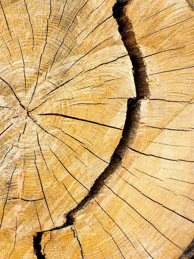 Tree Art Abstract Nature Photography Wood Grain Abstract - Etsy