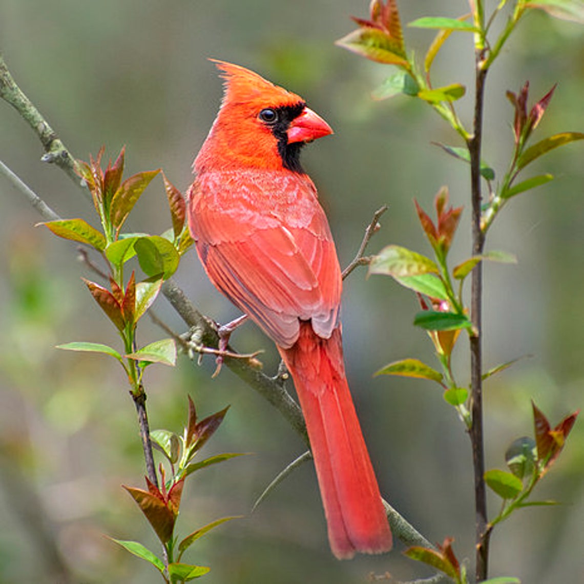 Bird Pictures Northern Cardinal Nature Photography, Cardinal Bird Fine ...