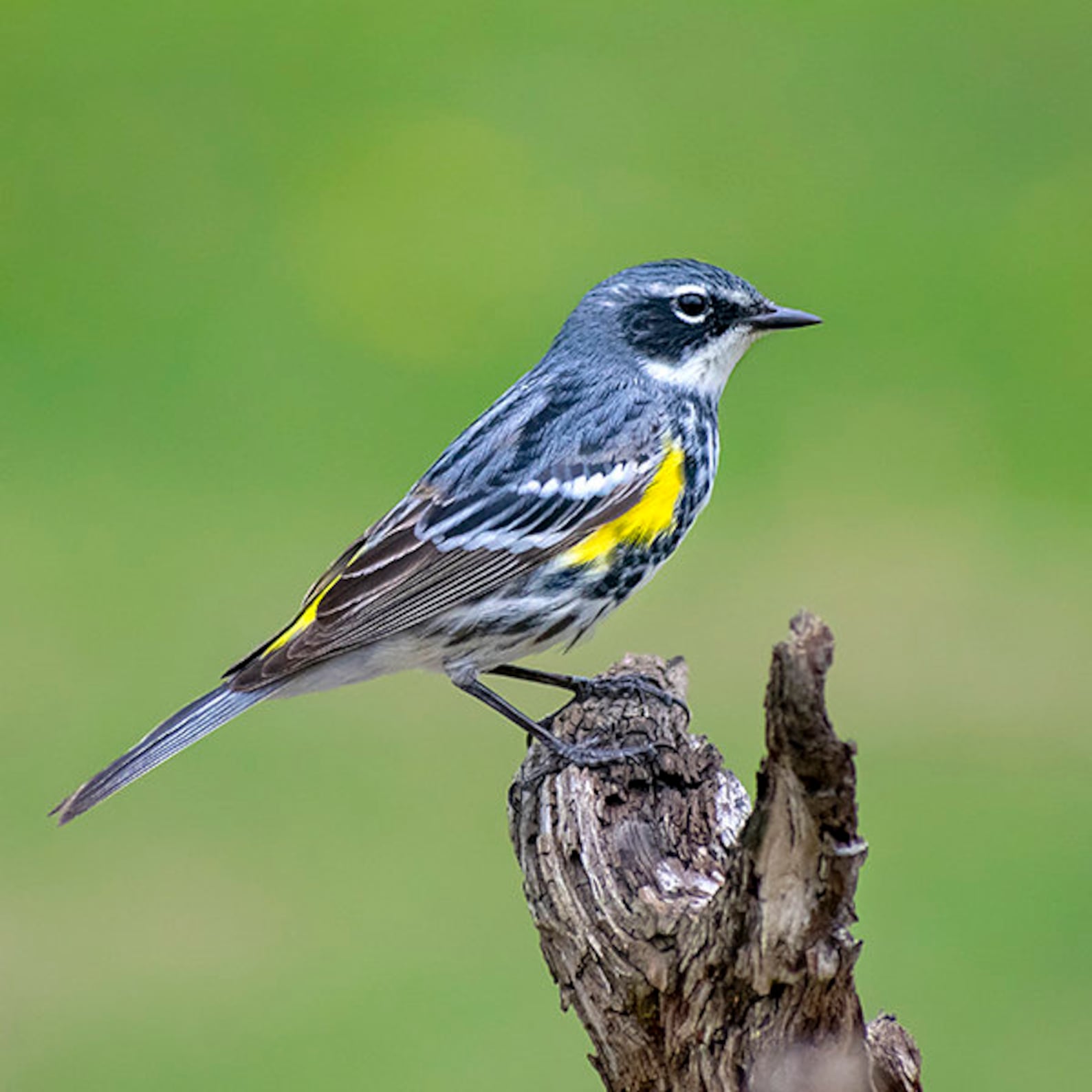 Bird Print Warbler Photo Yellow Rumped Warbler Print, Fine Art ...