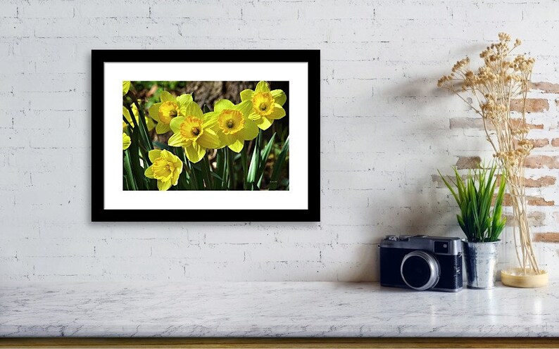 Daffodils Print Daffodil Flower Print Fine Art Photography | Etsy