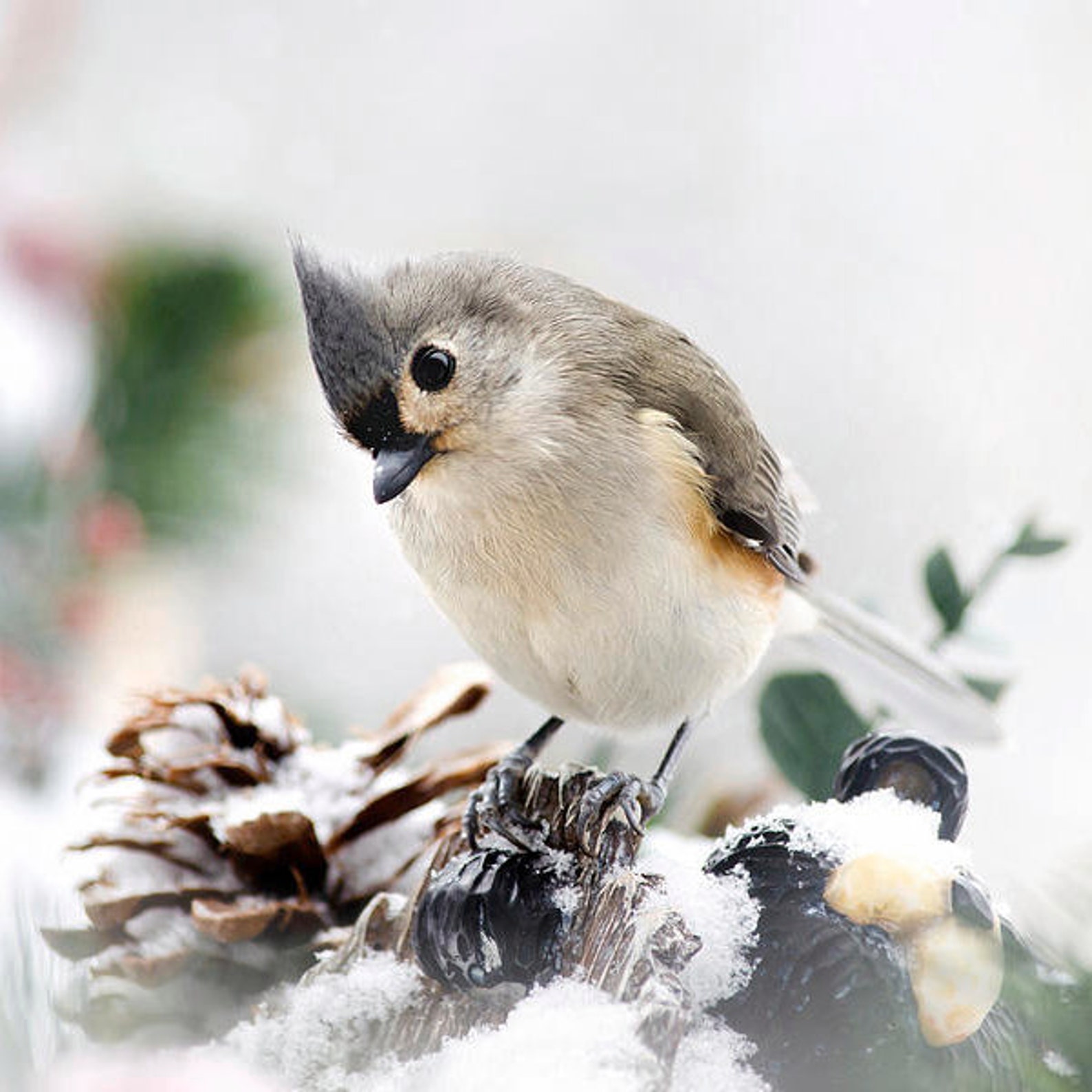 Titmouse Bird Photography Tufted Titmouse Bird in Snow Winter - Etsy
