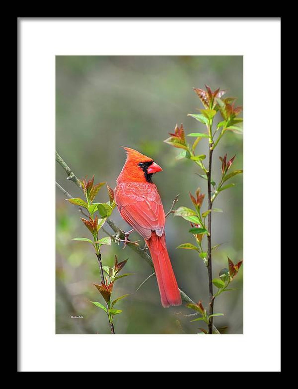 Bird Pictures Northern Cardinal Nature Photography, Cardinal Bird Fine ...