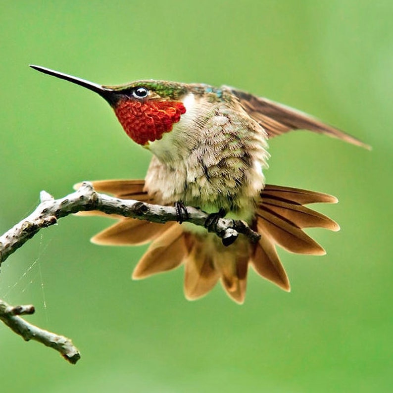 Ruby Throated Hummingbird Print: Wildlife Photography Bird Portrait ...