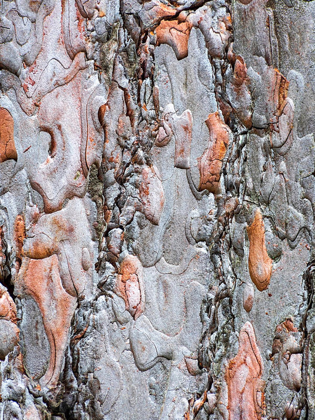 Abstract Photography Tree Bark Print, Nature Abstract Fine Art ...