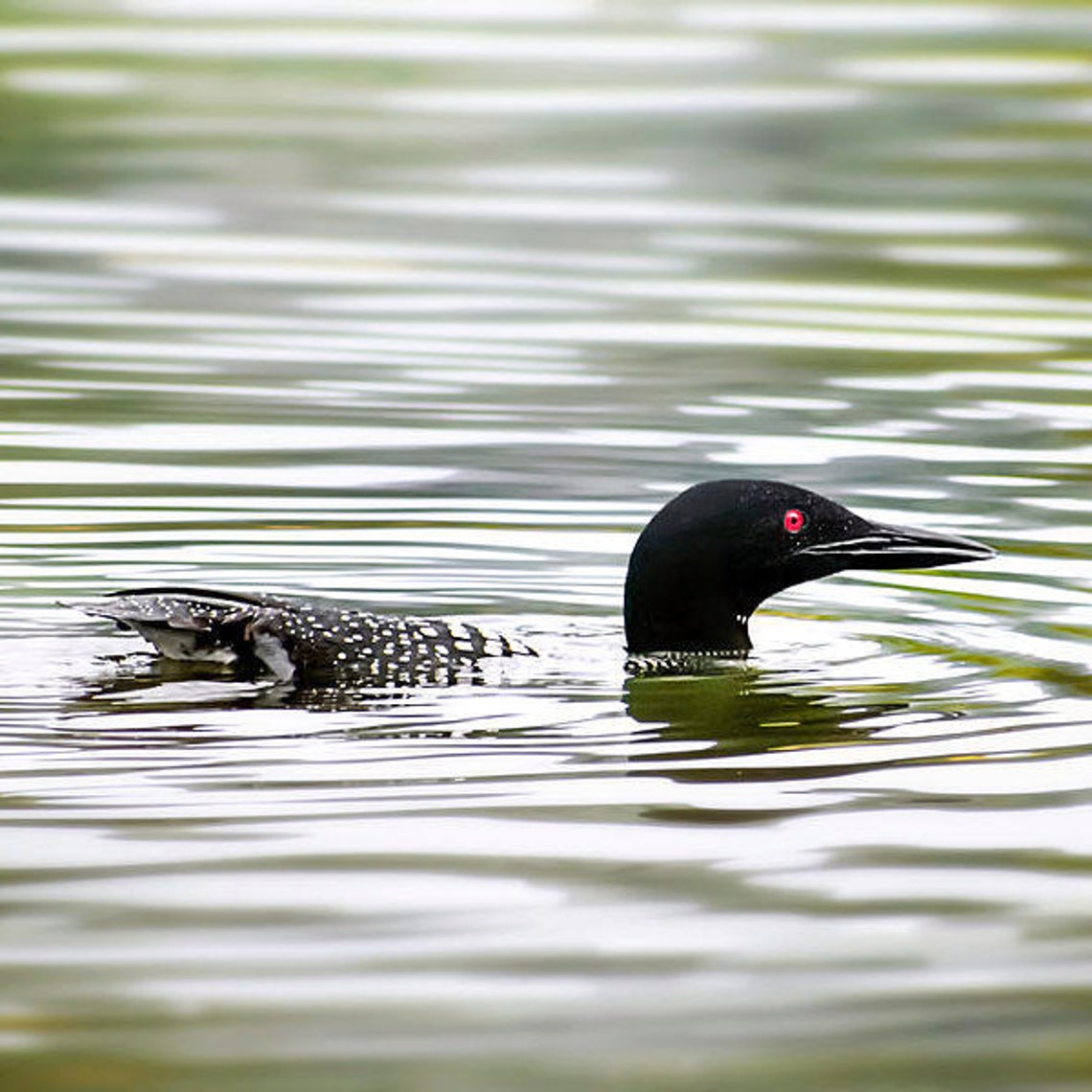 Loon Picture Photography Prints Bird Photography Wildlife - Etsy
