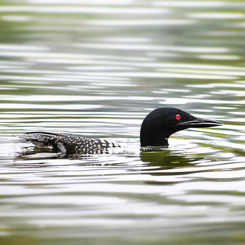 Loon Picture Photography Prints Bird Photography, Wildlife Print ...