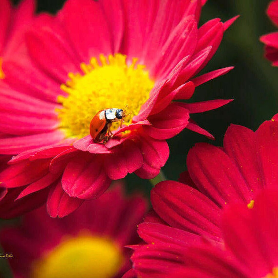 Ladybug on Flowers Photo Print: Colorful Nature Photography, Red Floral ...