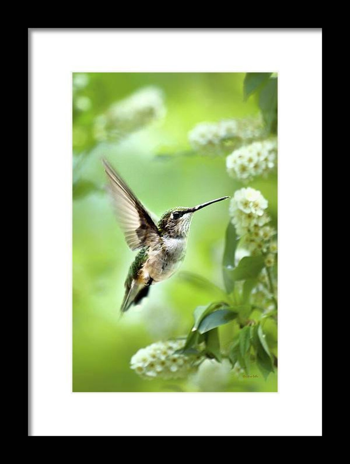 Nature Photography Bird Prints Hummingbird Photo, Fine Art Photography ...