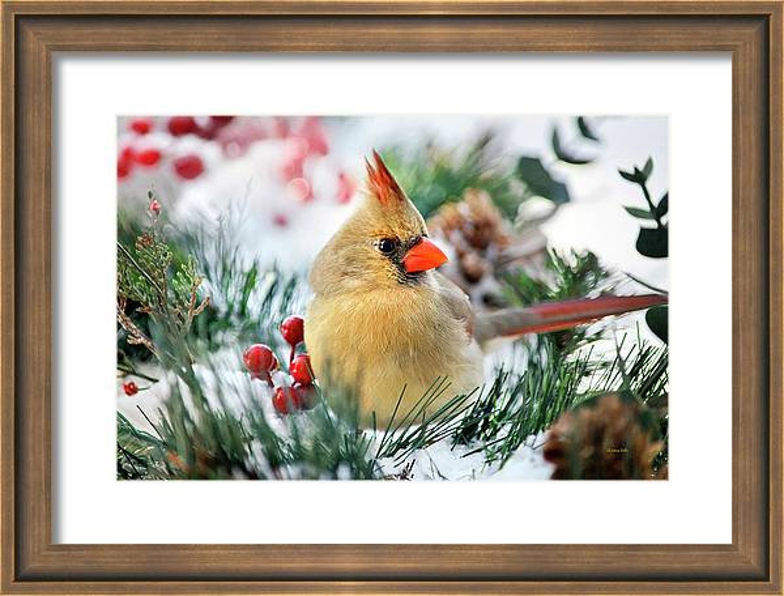 Snowy Cardinal Bird Photography Northern Cardinal Print, Wall Art ...