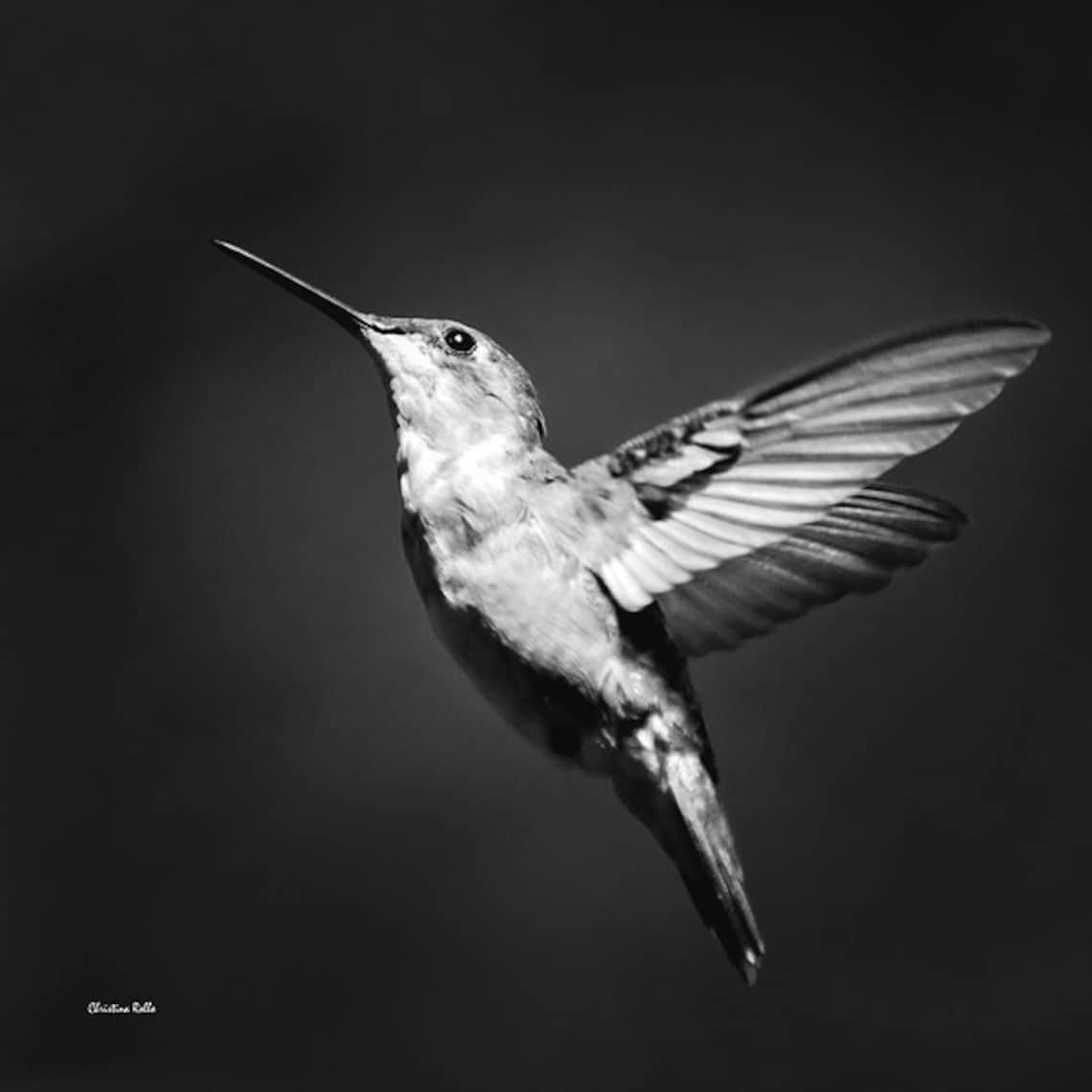 Impresión de colibrí en blanco y negro Arte de pájaros, Fotografía de ...
