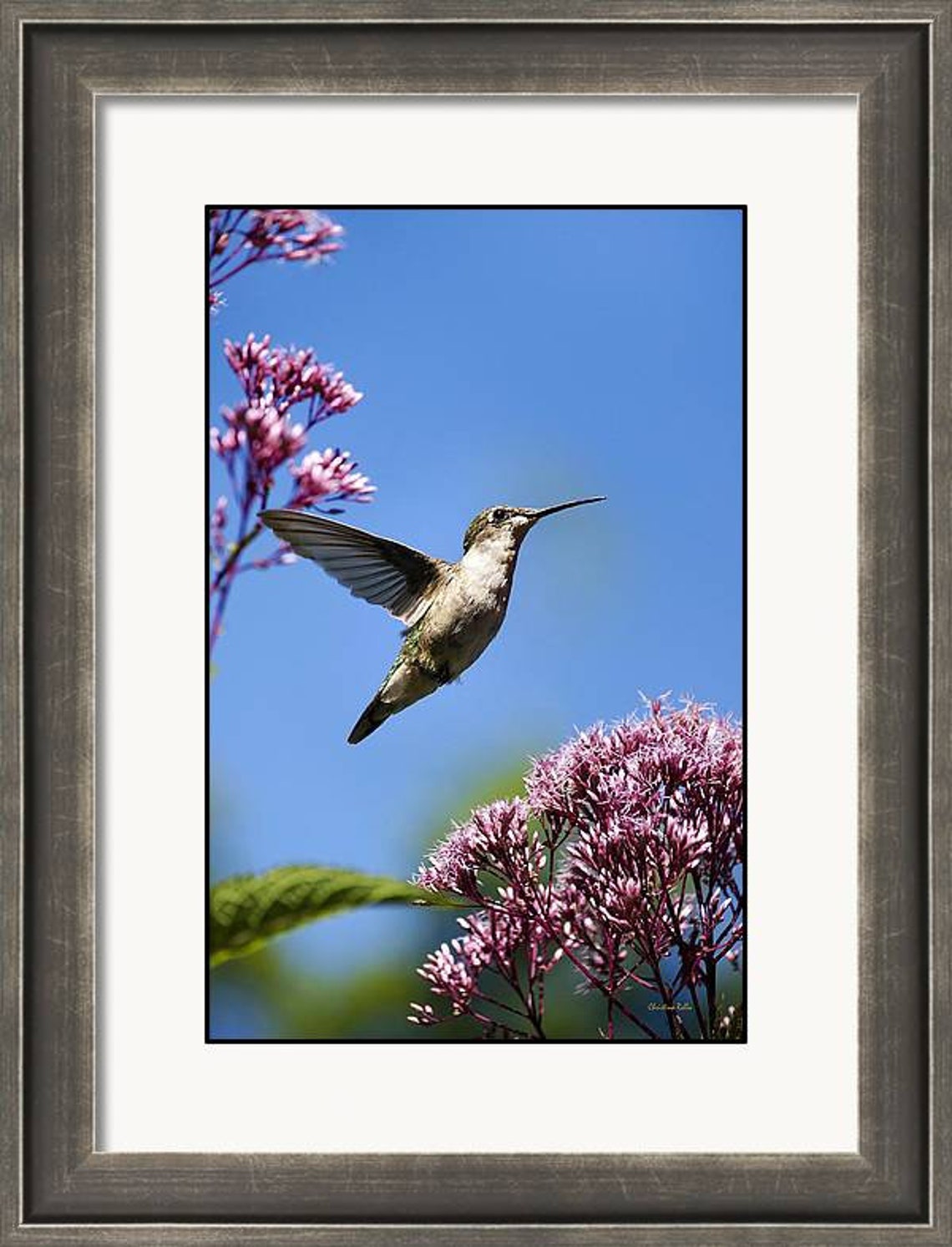 Hummingbird Picture Nature Print Bird Photography, Fine Art Photography ...