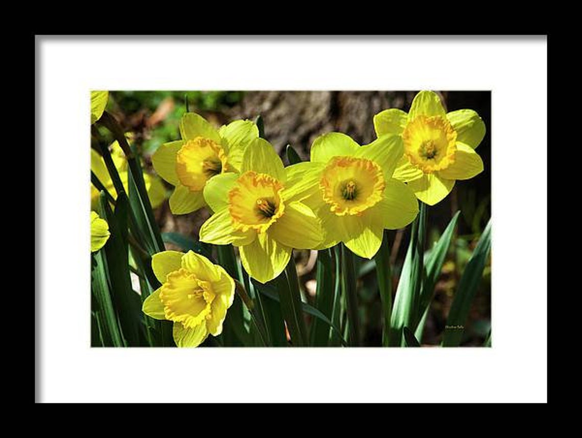 Daffodils Print Daffodil Flower Print Fine Art Photography, Photo ...