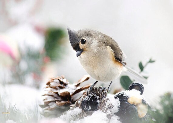 Titmouse Bird Photography Tufted Titmouse Bird in Snow Winter - Etsy