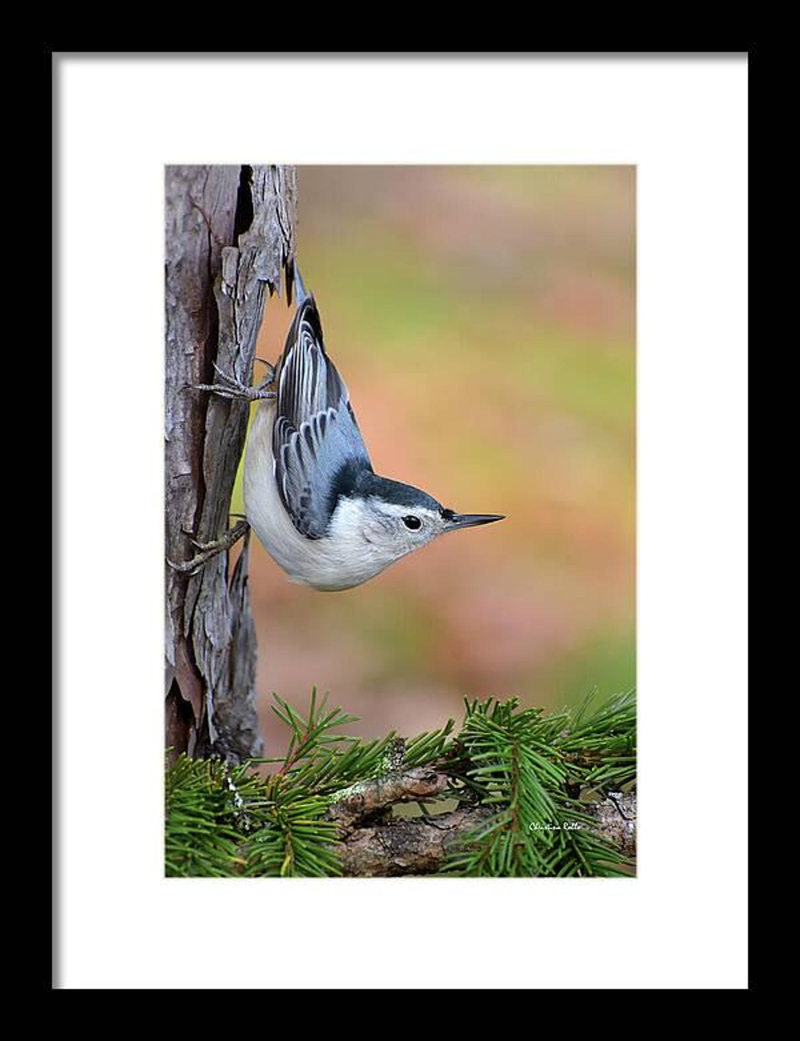 Autumn Nuthatch Bird Print: Nature Photo, Fine Art Photography ...