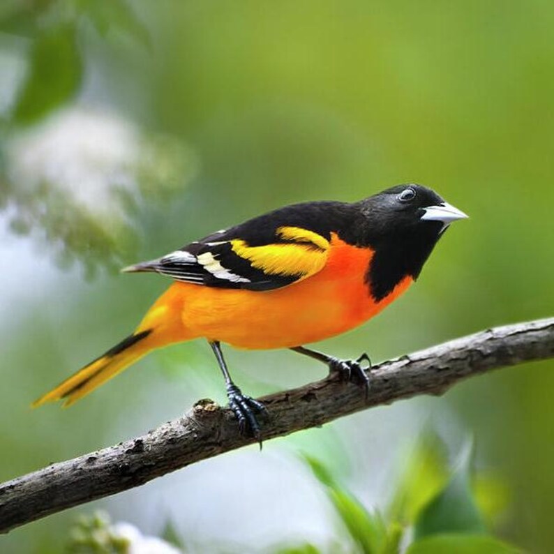 Baltimore Oriole Bird Photography Print: Colorful Wildlife Photo ...