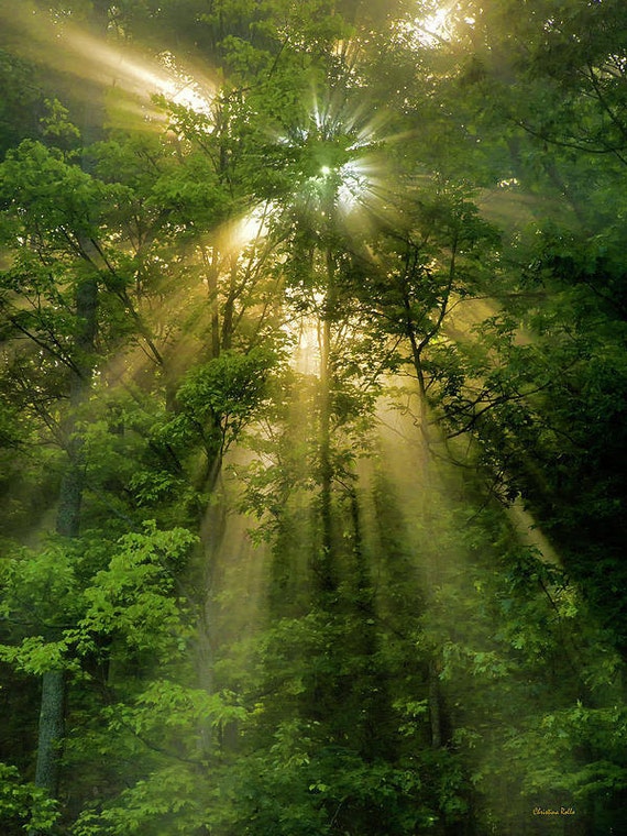 Nature Landscape Sunrise The Sun Is Setting Over A Lake With Trees In