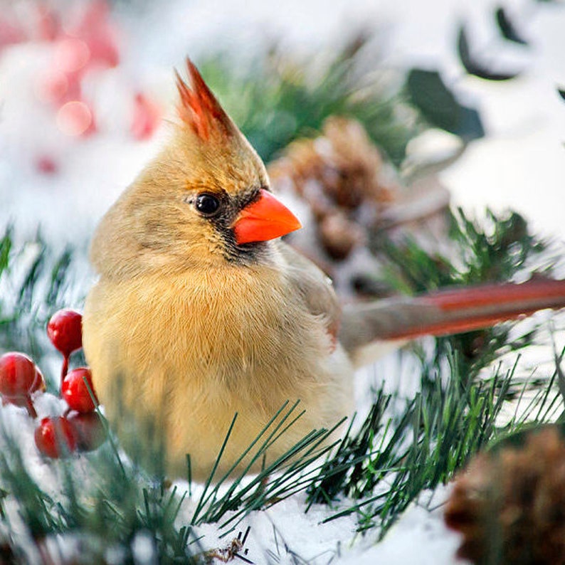 Snowy Cardinal Bird Photography Northern Cardinal Print, Wall Art ...