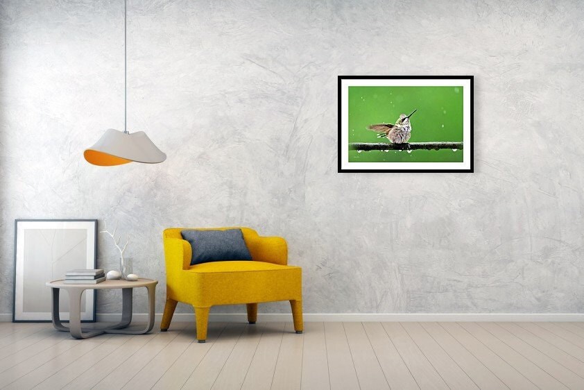 Cute Hummingbird Print Bird Photography Wildlife Pictures, Fine Art ...