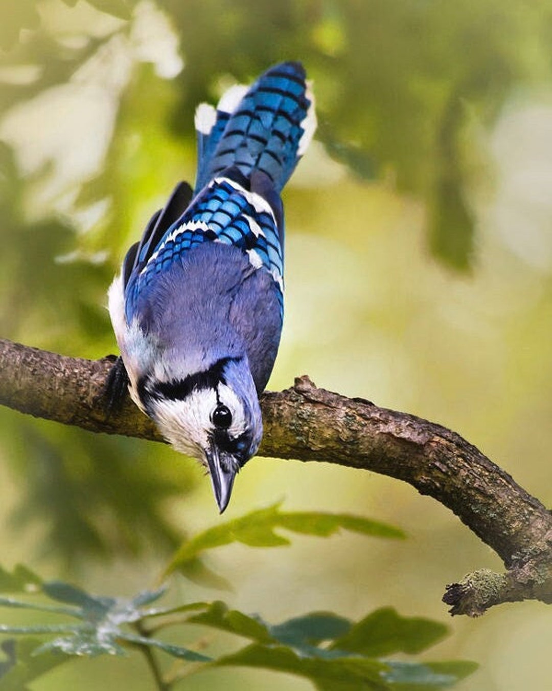 Bird Watching Gift Blue Jay Bird Print, Bird Pictures Bluejay Nature ...