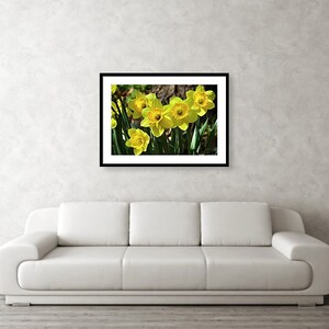 Daffodils Print Daffodil Flower Print Fine Art Photography, Photo ...