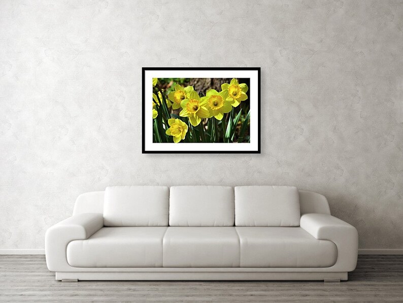 Daffodils Print Daffodil Flower Print Fine Art Photography, Photo ...