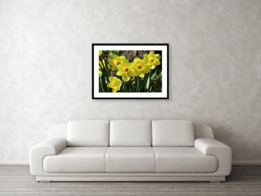 Daffodils Print Daffodil Flower Print Fine Art Photography, Photo ...