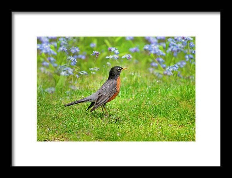 American Robin Spring Bird Photo Print: Fine Art Photography, Wildlife ...