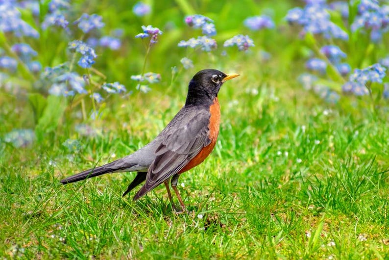 American Robin Spring Bird Photo: Fine Art Photography Print, Wildlife ...