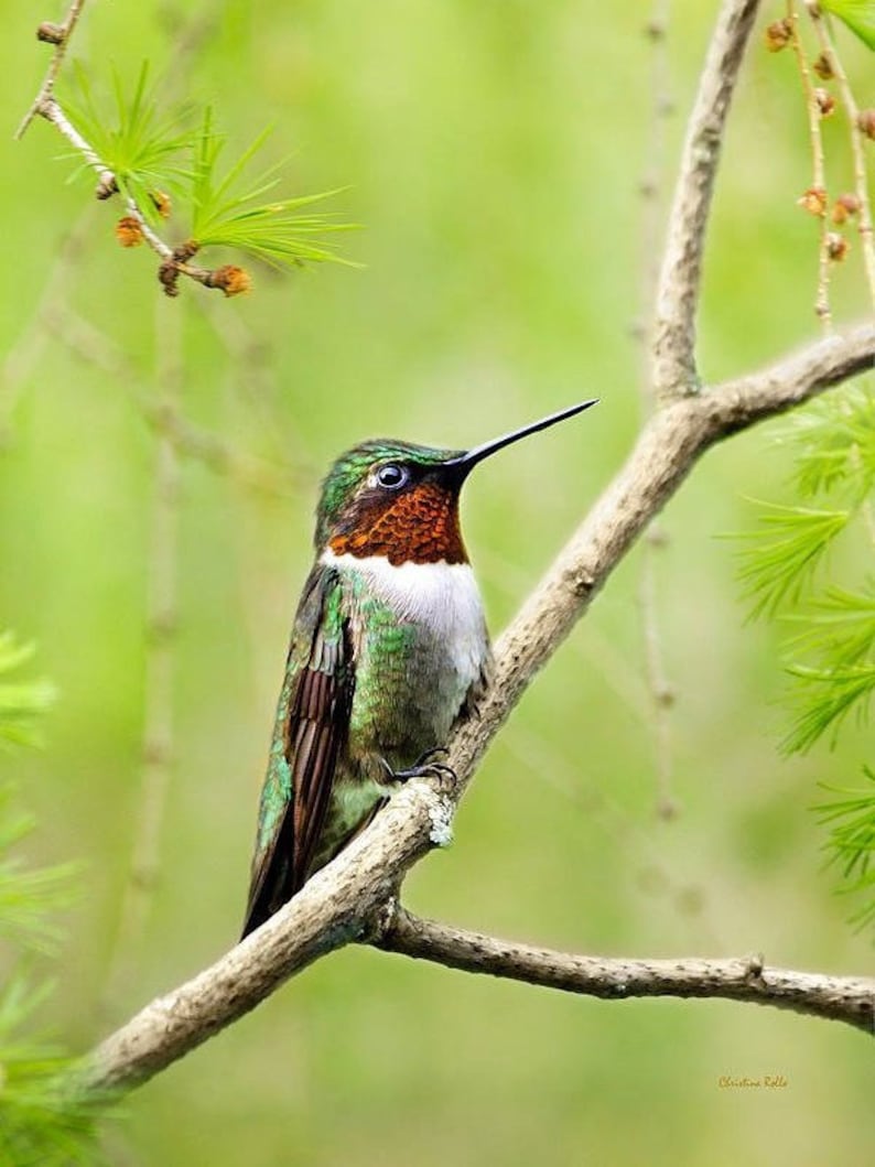 Male Hummingbird Photo Nature Photography, Hummingbird Pictures Bird ...