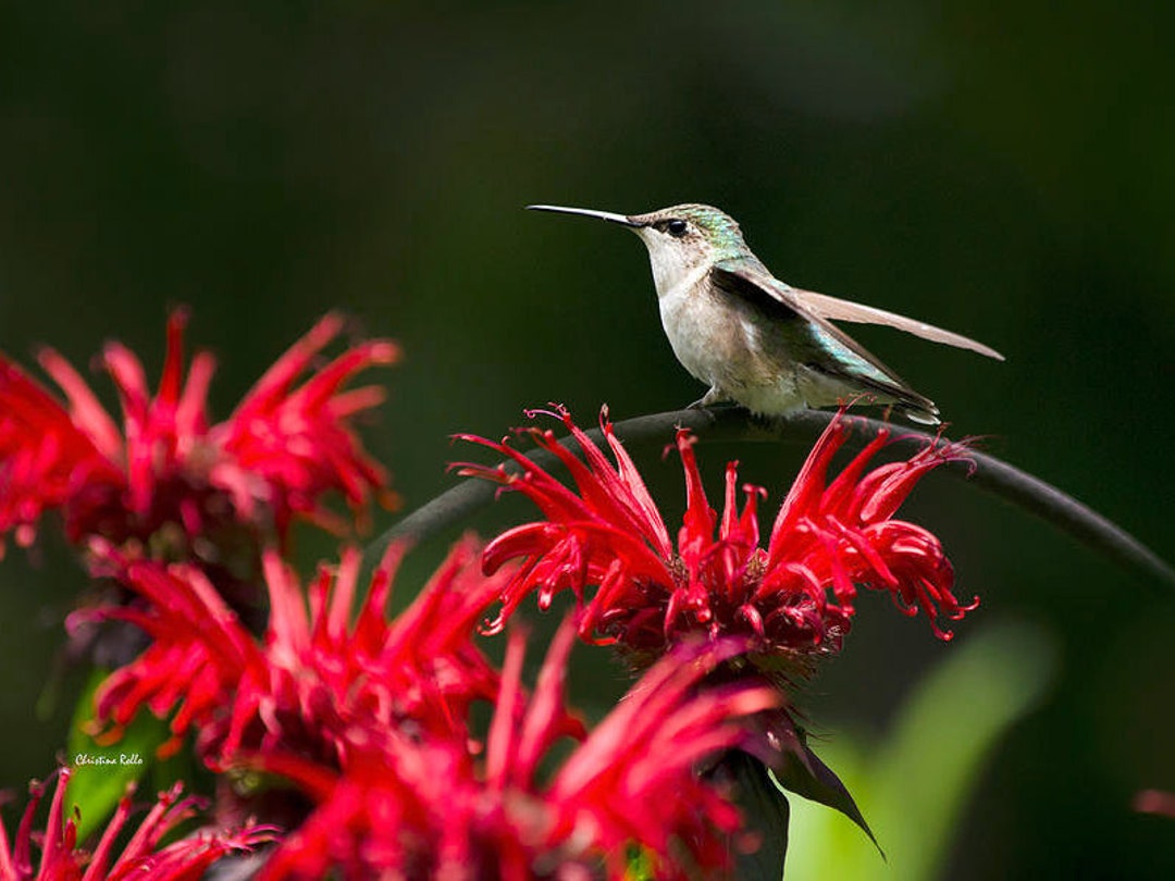 Bird Art Photo Print Hummingbird Photography Nature Art Gifts ...