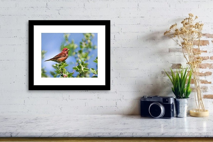 Finch Bird Photo Purple Finch Print, Bird Photography Fine Art ...