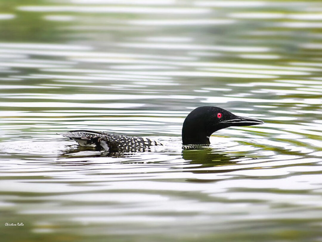 Common Loon Picture Bird Photography Print: Nature Photo Adirondack ...