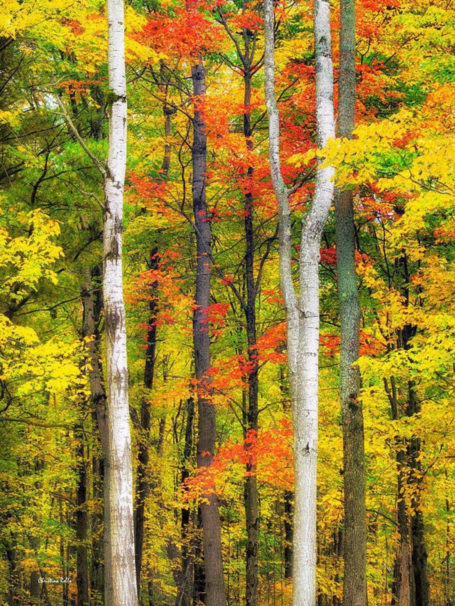 Fall Foliage Forest Trees Landscape Print Autumn Decor, Fine Art Nature ...